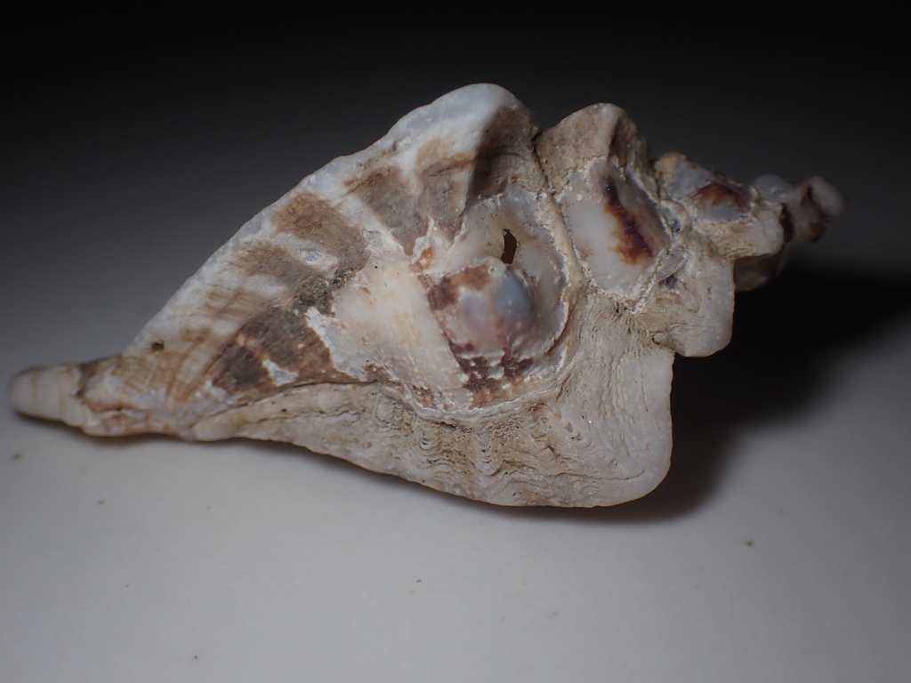 Three-winged Murex from Newport Beach, CA, USA on October 22, 2021 at ...