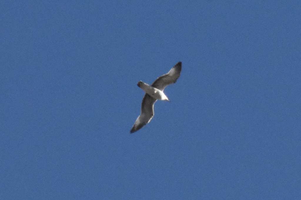 Large White-headed Gulls from Rosales, Chih., México on November 02 ...