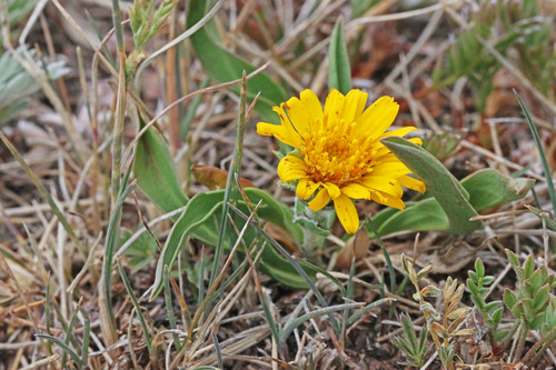 Variety Pyrrocoma clementis clementis · iNaturalist