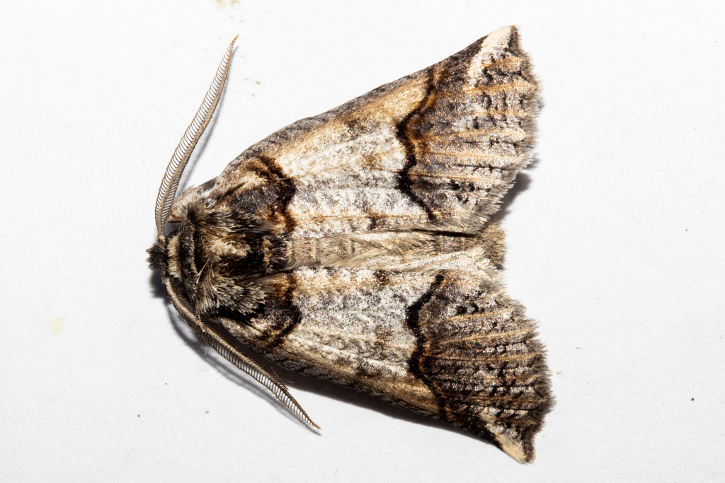 Ipana junctilinea from St Bathans, New Zealand on November 4, 2021 at ...