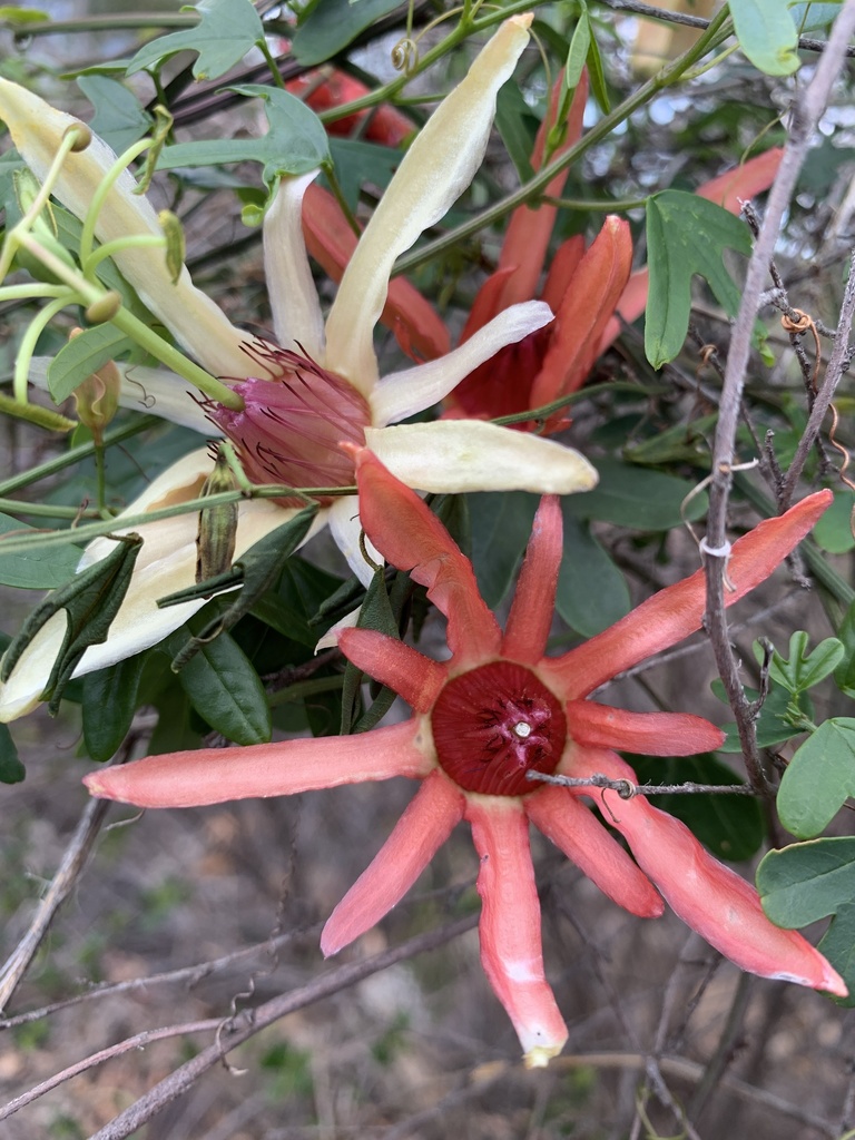 orangepetal passionflower (Logan RE 12.5.7c Flora) · iNaturalist