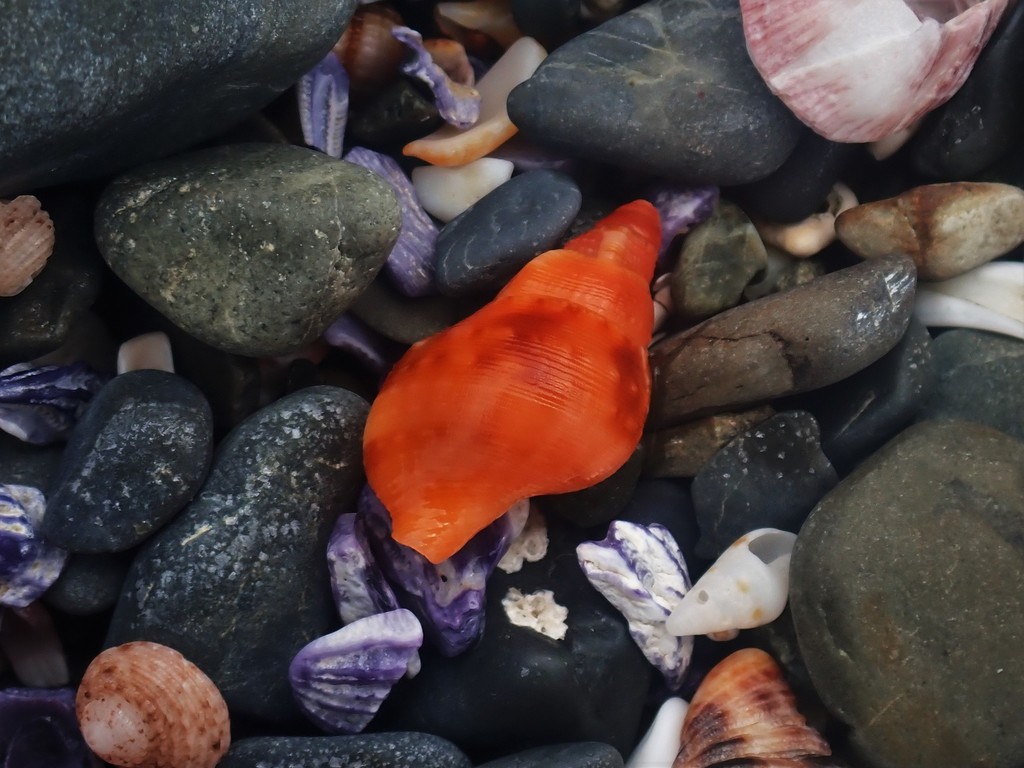 Knobbed Triton Snail from Woolgoolga NSW 2456, Australia on November 06 ...