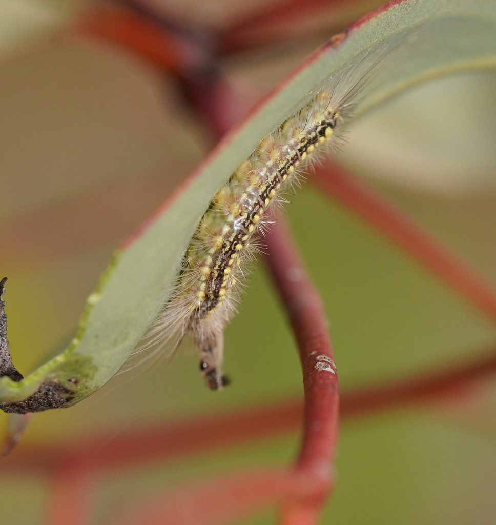 Gum Leaf Skeletonizer from Stawell VIC 3380, Australia on October 30 ...