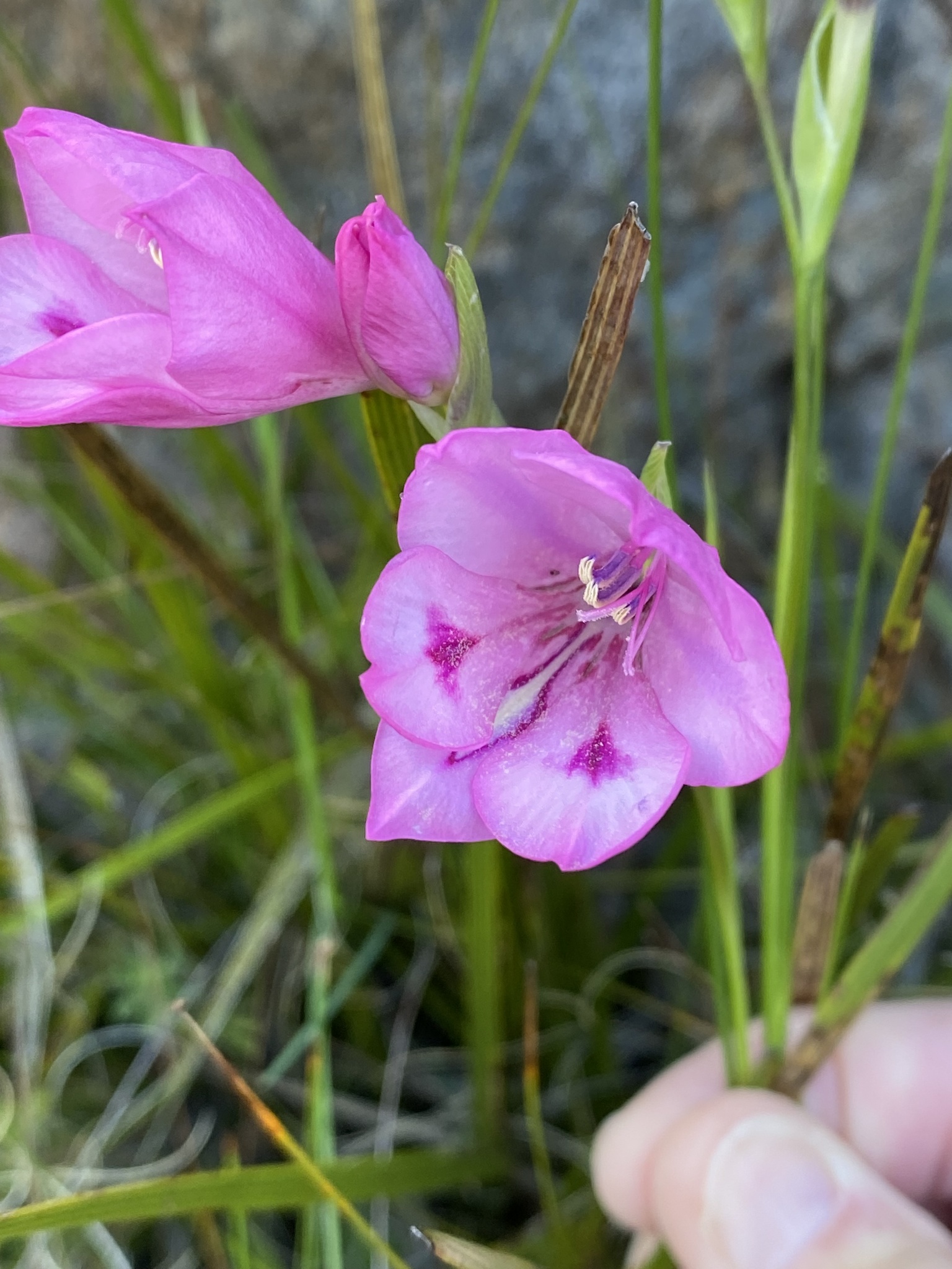 Gladiolus inflatus (Thunb.) Thunb.