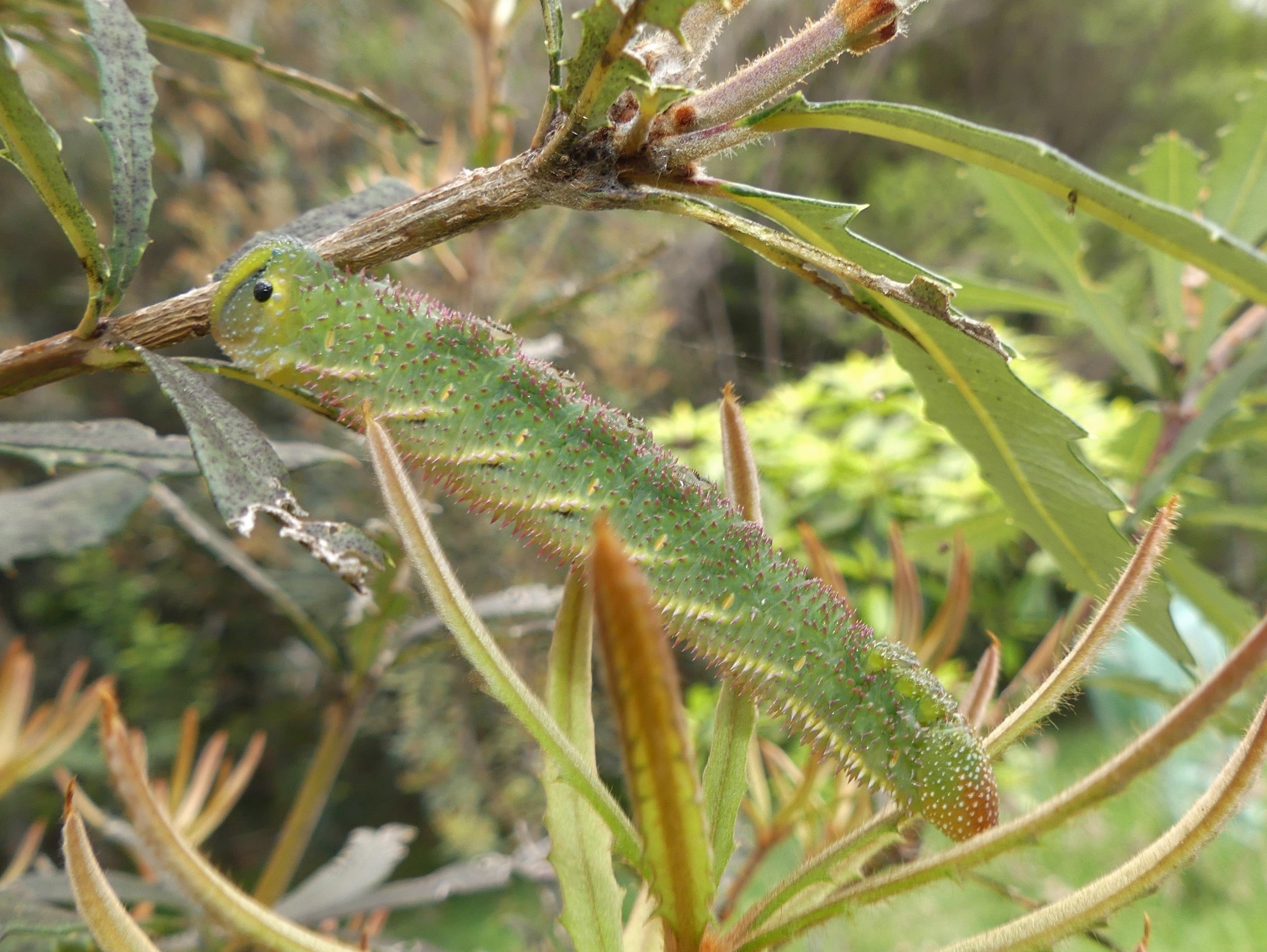 Coequosa triangularis Donovan, 1805