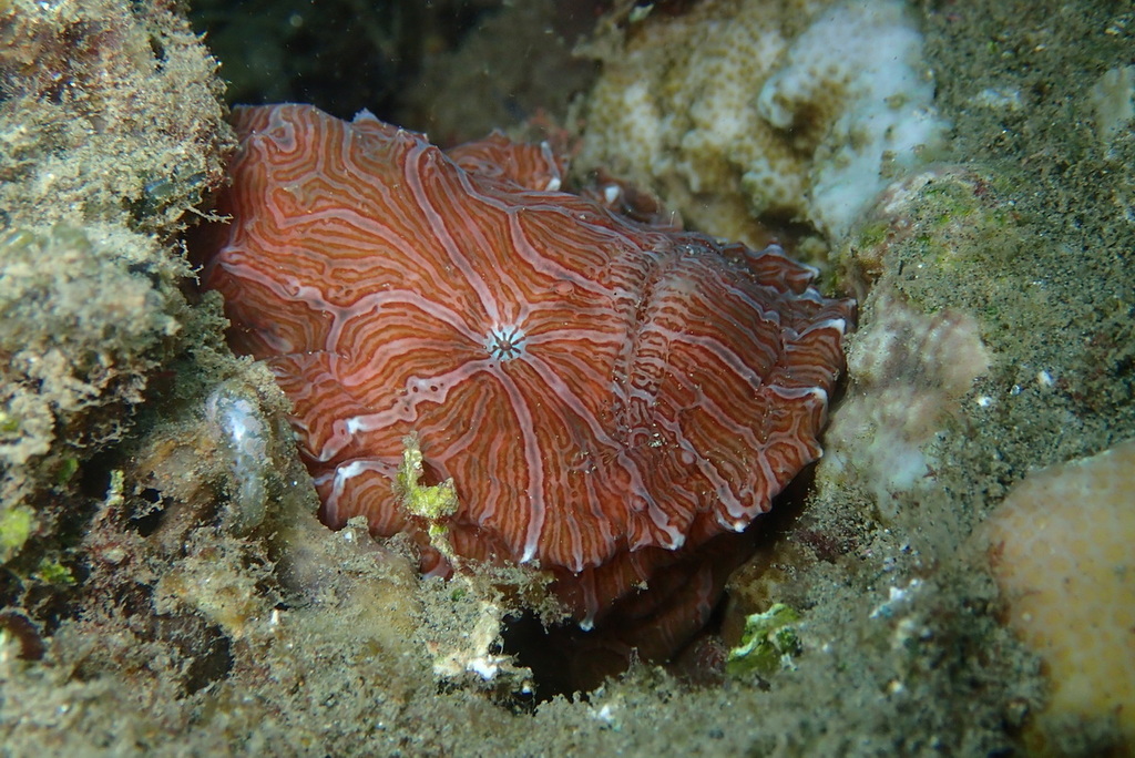 Psychedelic Frogfish (Histiophryne psychedelica) - Marine Life ...