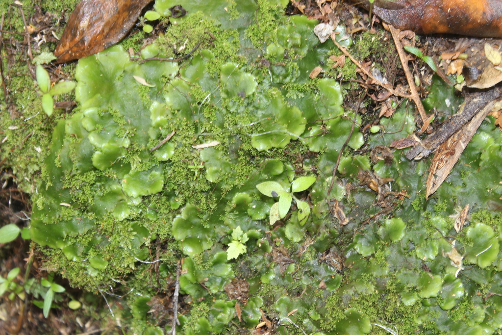 Monoclea forsteri from Kapiti Coast District, Wellington, New Zealand ...