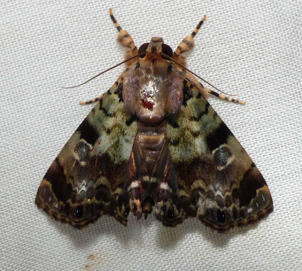 Dyops chromatophila (Lepidoptera of Bijagual) · iNaturalist