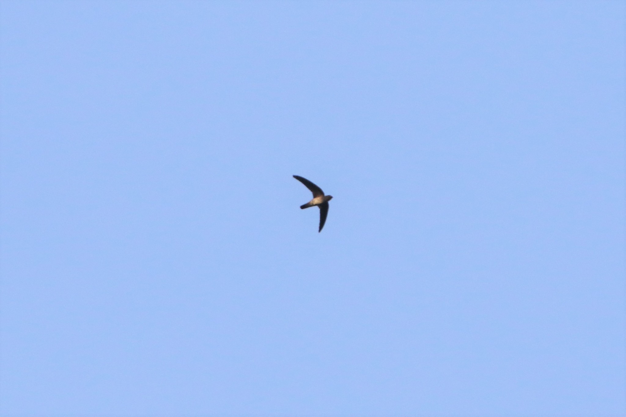 Collocalia affinis Beavan, 1867