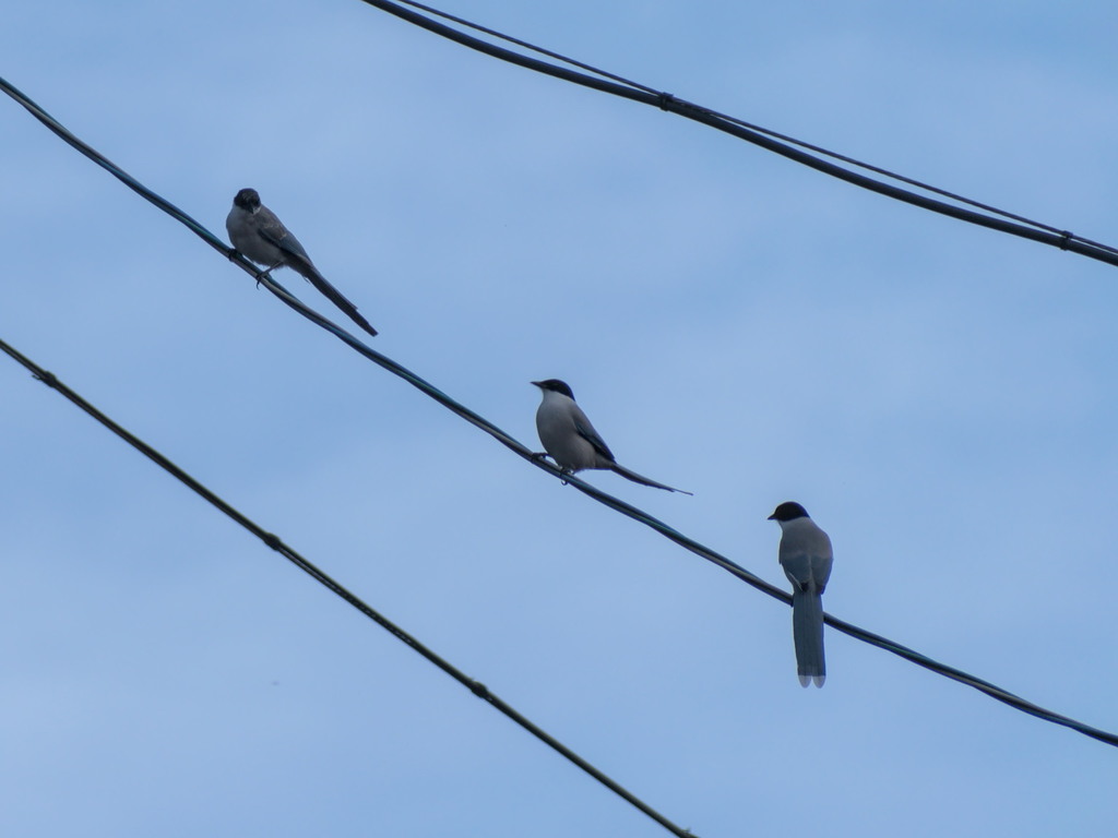 Azure-winged Magpie from Midoricho, Hachioji, Tokyo 193-0932, Japan on ...