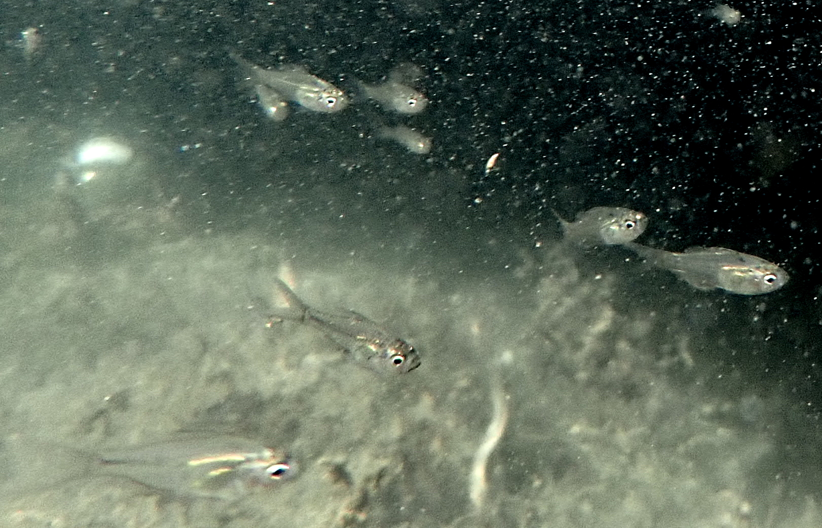 Ambassis jacksoniensis (Macleay, 1881)