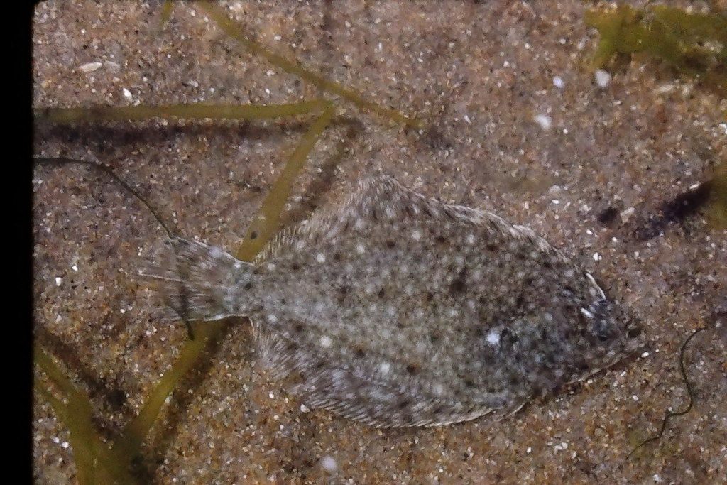 European Flounder (Platichthys flesus) - Marine Life Identification