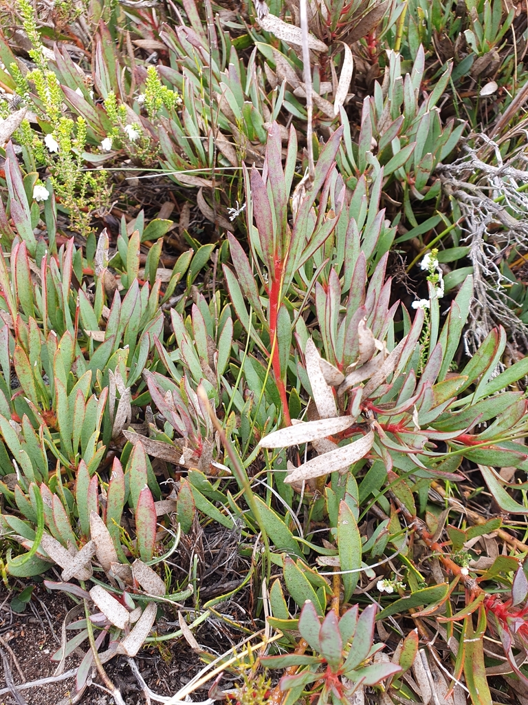 Swartberg Sugarbush from Western Cape, ZA on November 6, 2021 at 12:18 ...