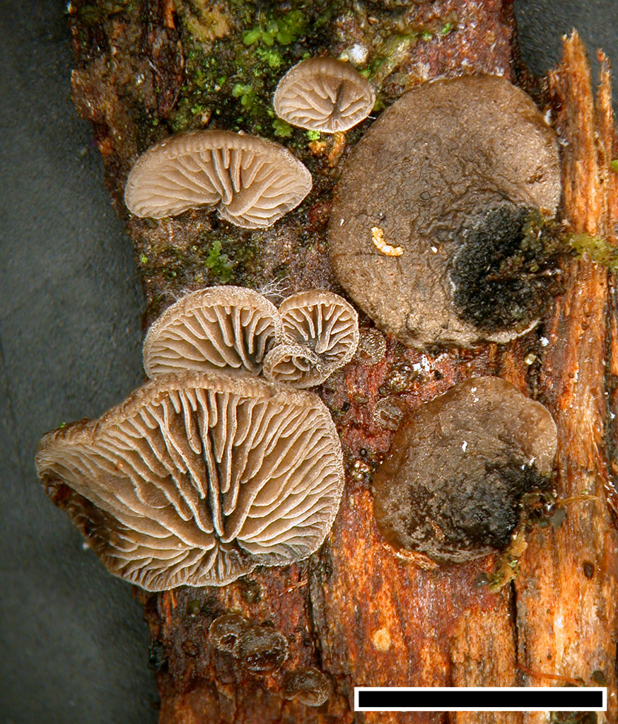hairy oysterling from Hinewai Reserve, Akaroa on June 3, 2005 by Jerry ...