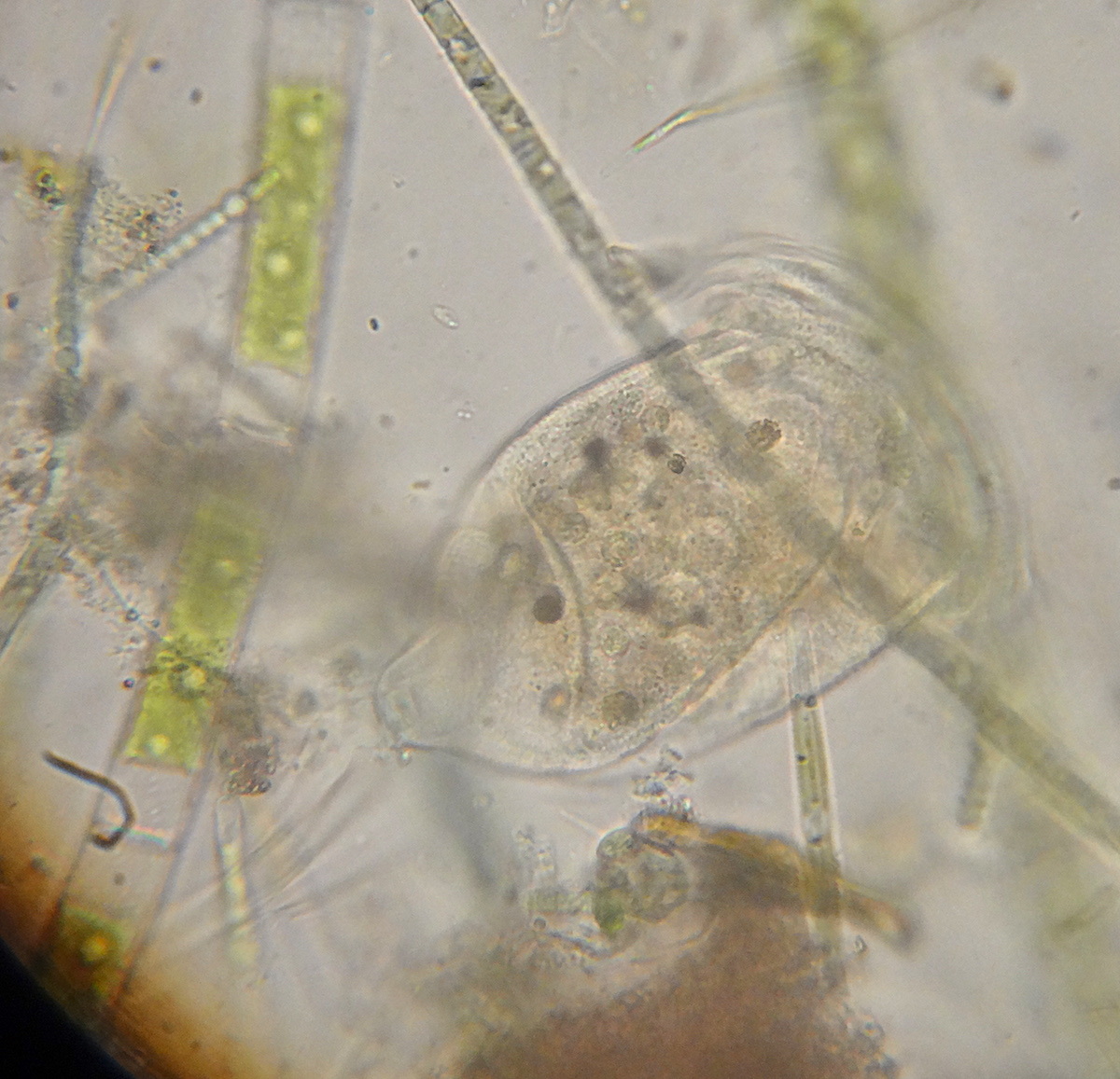 Campanella umbellaria (Linnaeus, 1758) Goldfuss, 1820