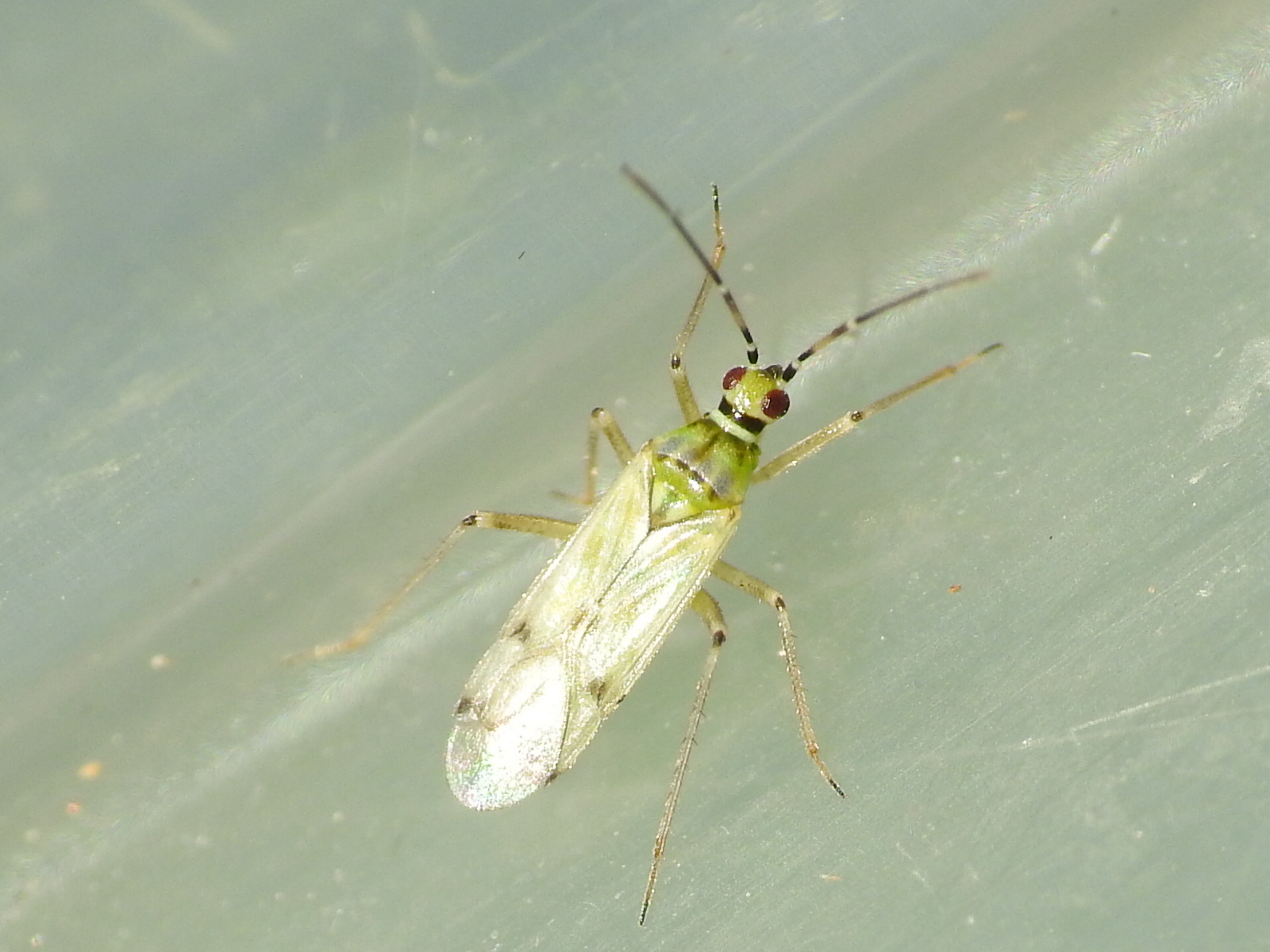 Nesidiocoris tenuis (Reuter, 1895)