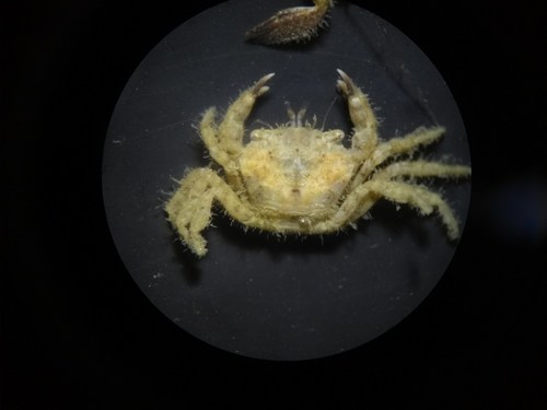 Género Micropanope · iNaturalist Mexico