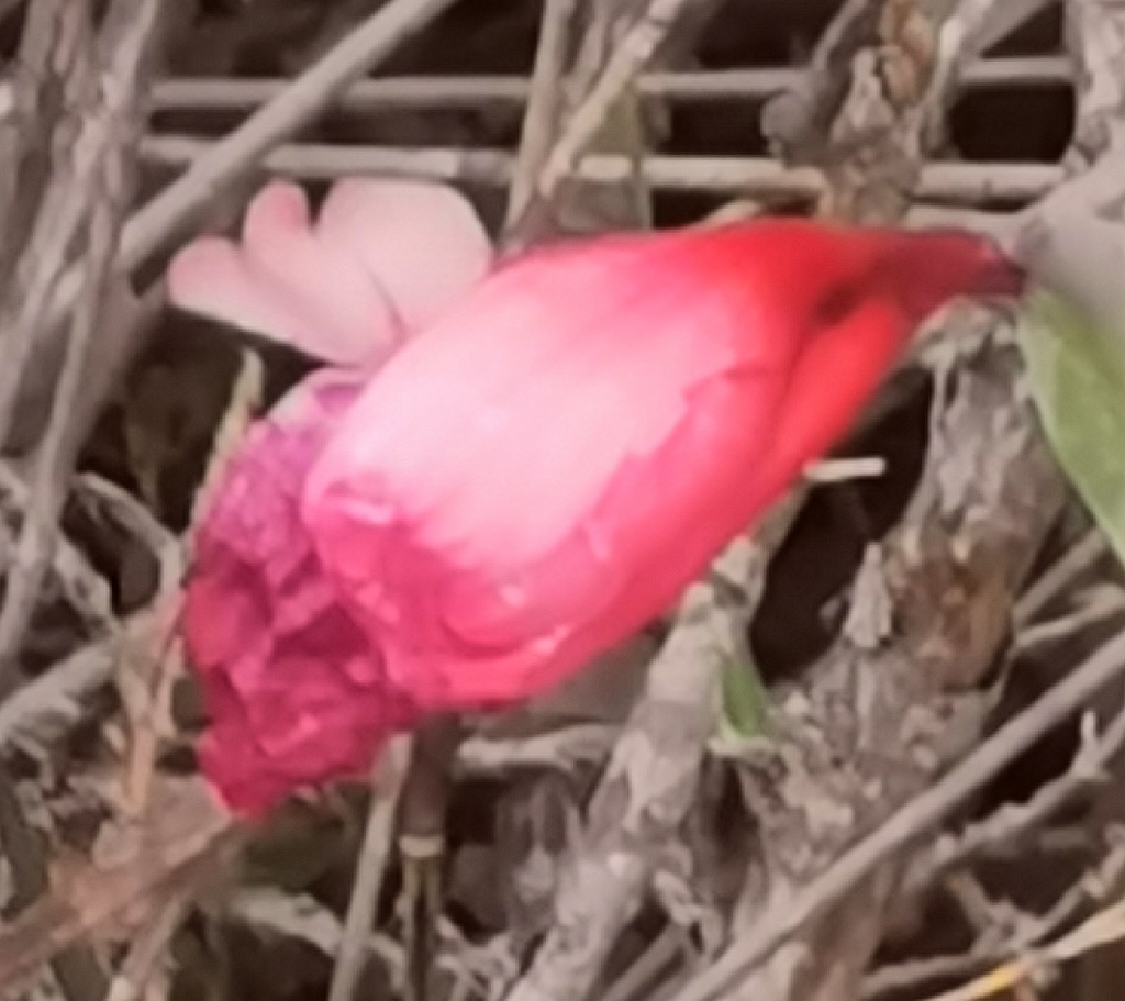flowering plants from Overstrand Local Municipality, South Africa on ...