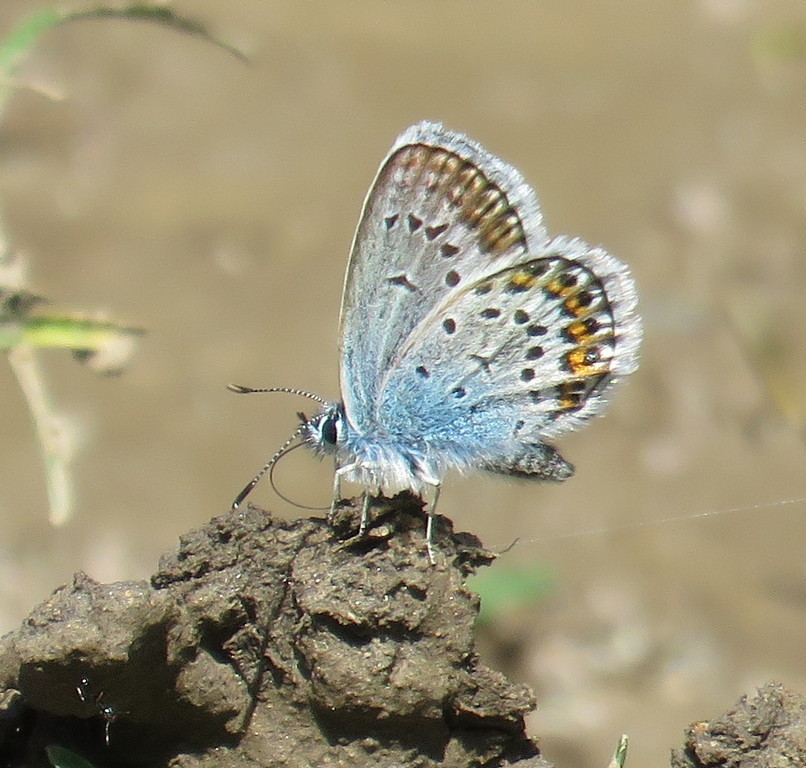 Silver-studded Blue from 9486 Onogur, Bulgaria on May 19, 2019 at 01:28 ...