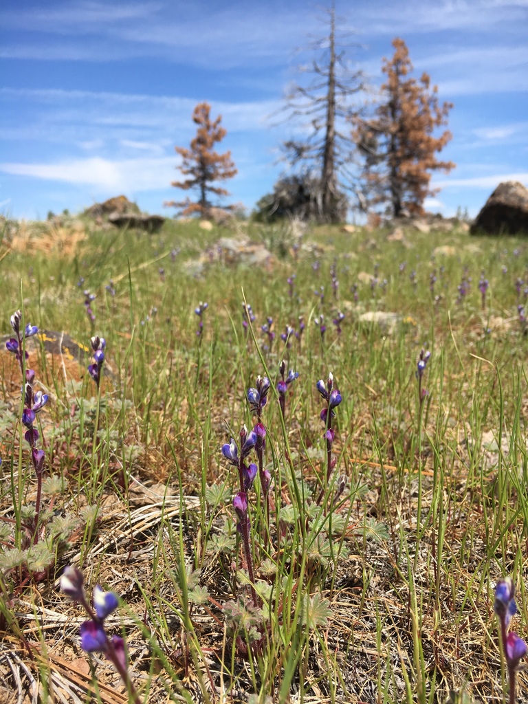 Congdon's Lupine in April 2018 by Matt Berger · iNaturalist