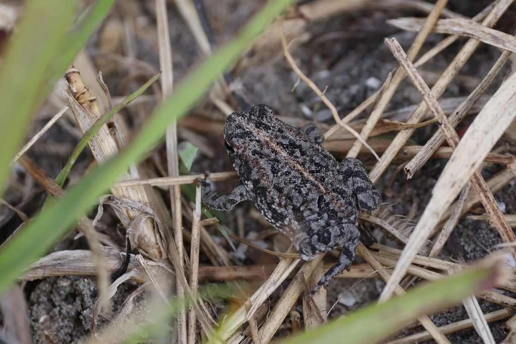 Oak Toad from Wedgefield, FL 32833, USA on October 23, 2021 at 11:07 AM ...