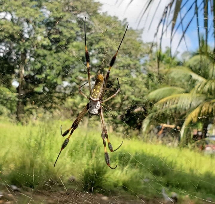 Golden Silk Spider from La Sabana, Pedregal, Panamá on November 6, 2021 ...