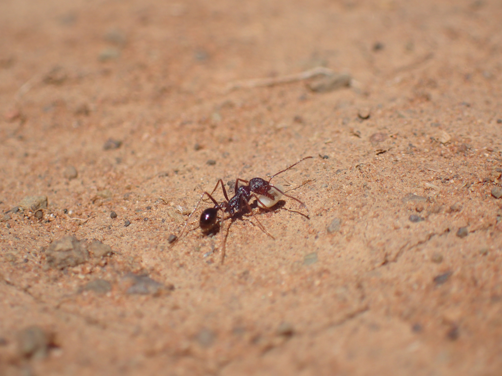 Ocymyrmex barbiger Emery, 1886