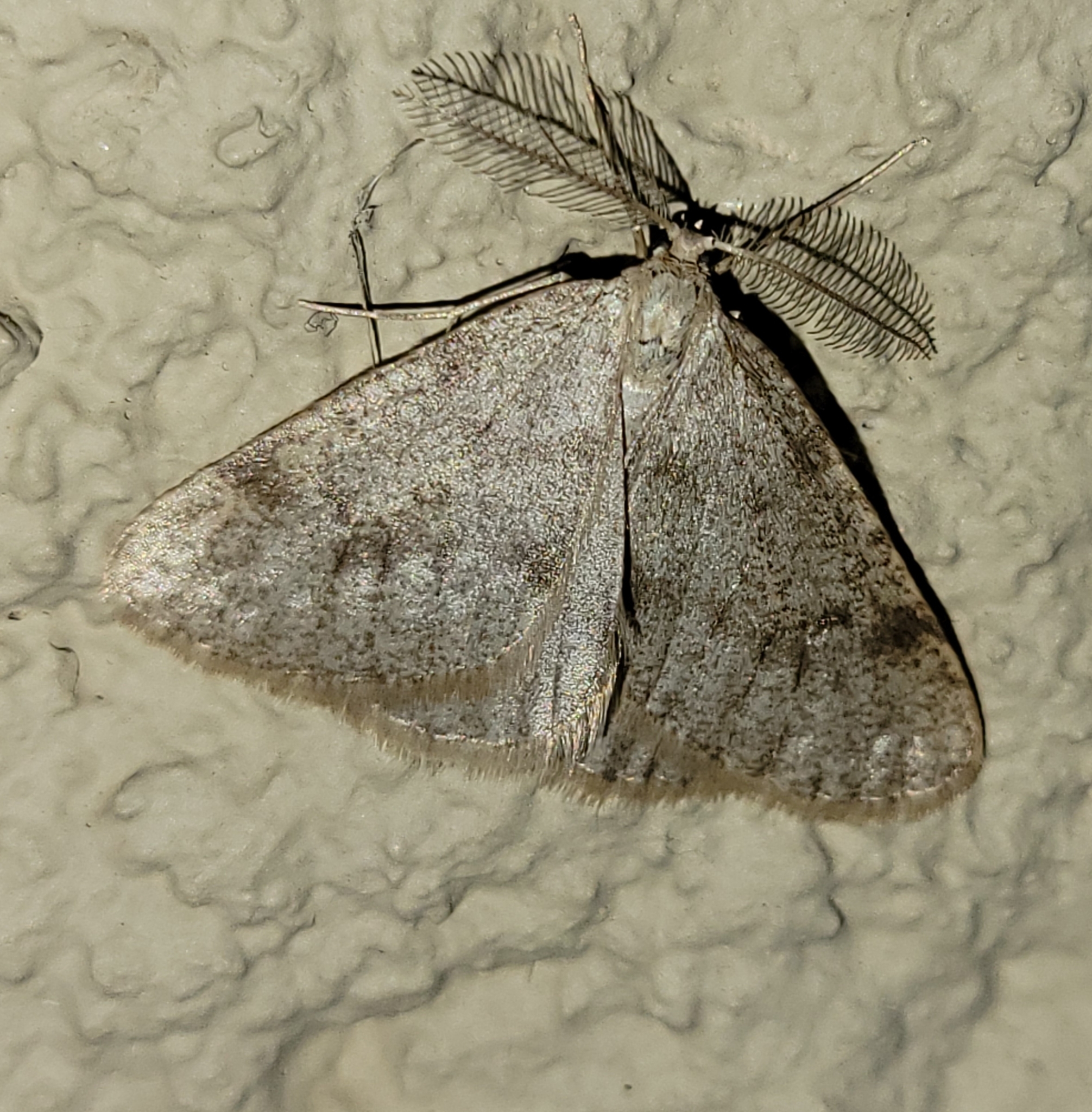 Animomyia minuta Rindge, 1974