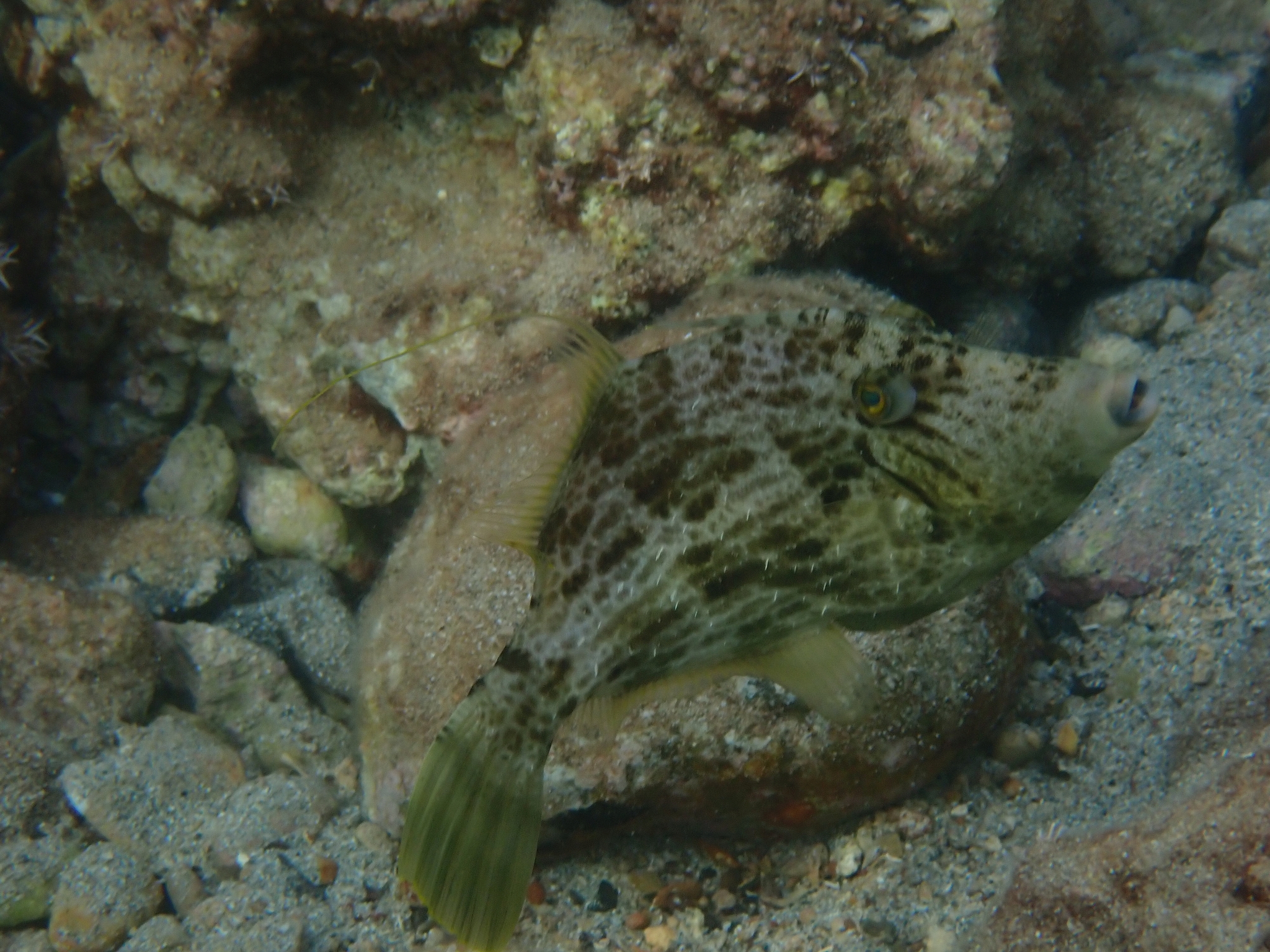 Stephanolepis diaspros Fraser-Brunner, 1940