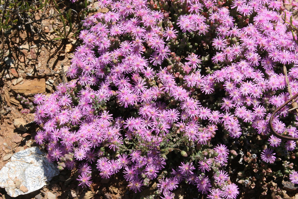 Ruschia impressa from Breede River DC, South Africa on November 3, 2021 ...