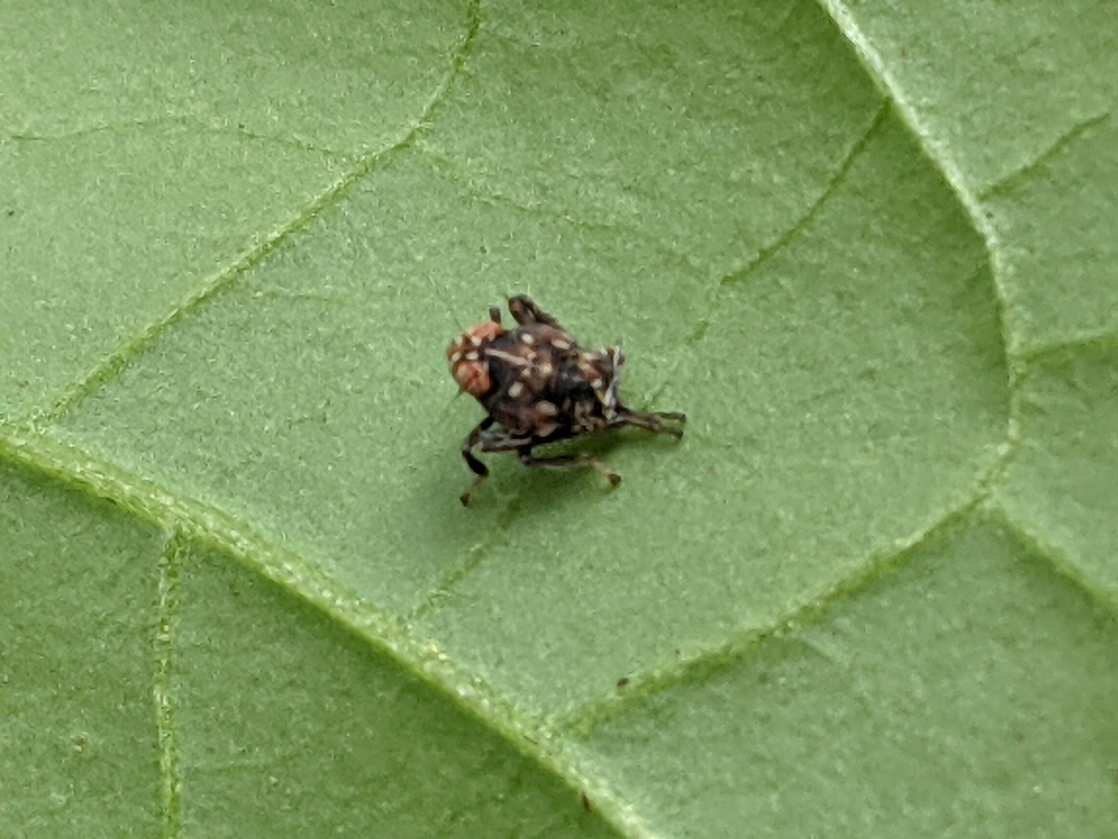 Jikradia in November 2021 by David Pflug · iNaturalist