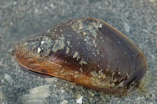 Modiolus modulaides · iNaturalist