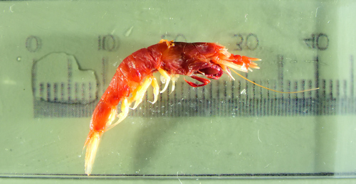 Genus Gennadas · iNaturalist