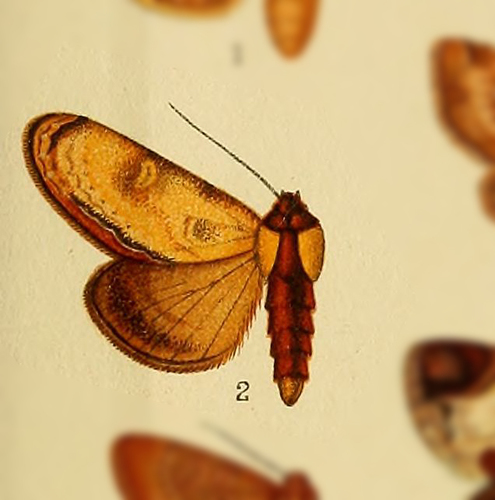 Antha rotunda · iNaturalist