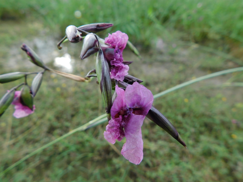 alligator flag from Rosamorada, Nay., México on October 25, 2021 at 05: ...