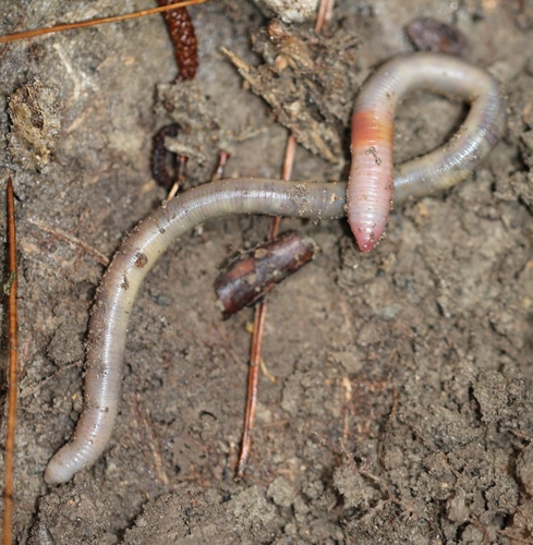 Diplocardia meansi · iNaturalist