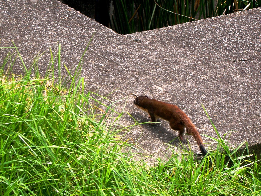 Long-tailed Weasel from Humedal Tibabuyes, Bogotá, Colombia on November ...