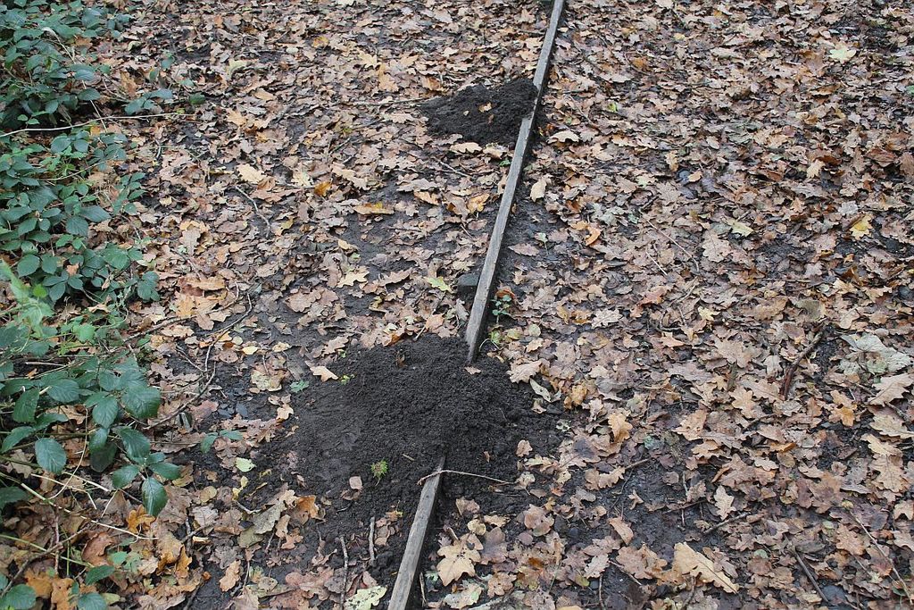European Mole from Saltwells NNR, Dudley, UK on November 6, 2021 at 09: ...