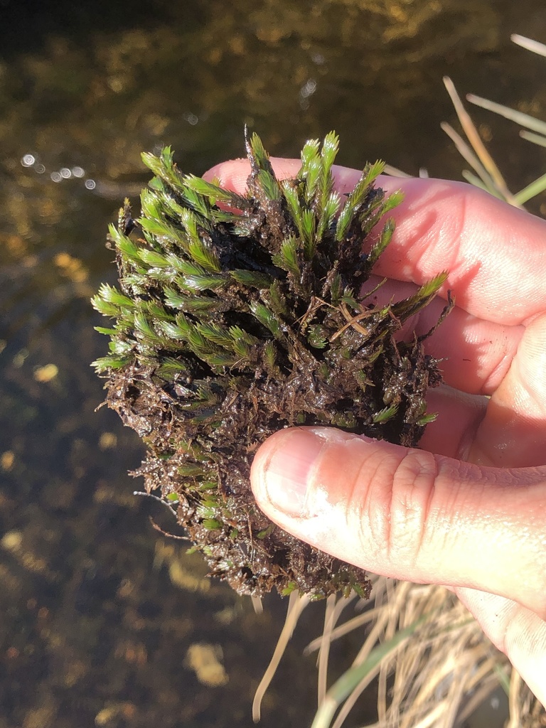 Large-leaved Pocket Moss from Springbrook Rd N, Boyne Falls, MI, US on ...