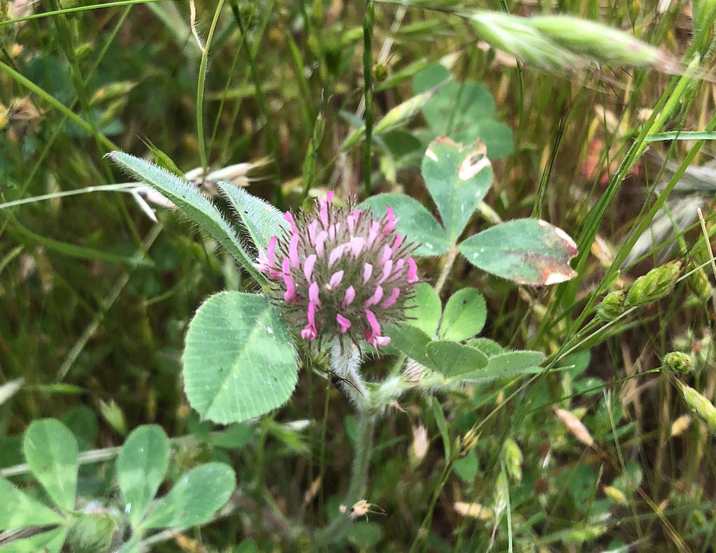 Rose Clover (Spring Wildflowers of Arastradero Preserve) · iNaturalist