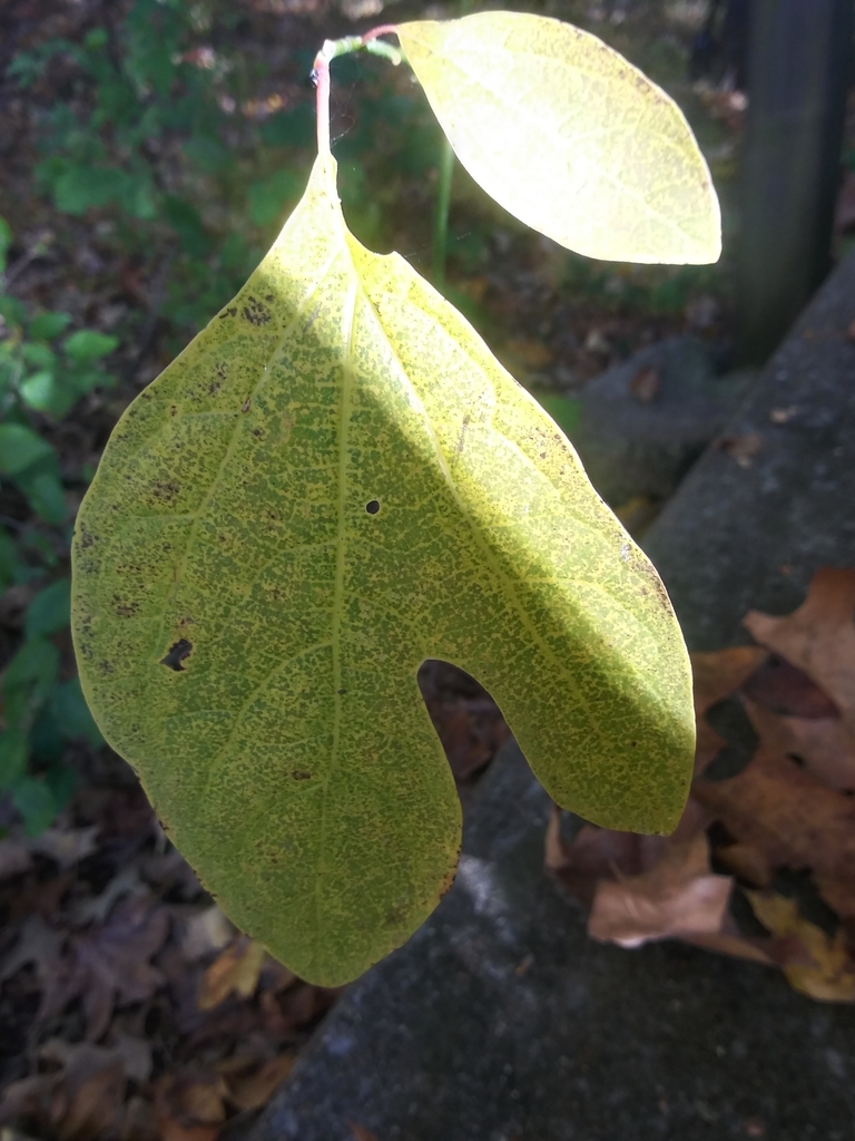 sassafras from Canton, KY 42211, USA on November 06, 2021 at 02:55 PM ...