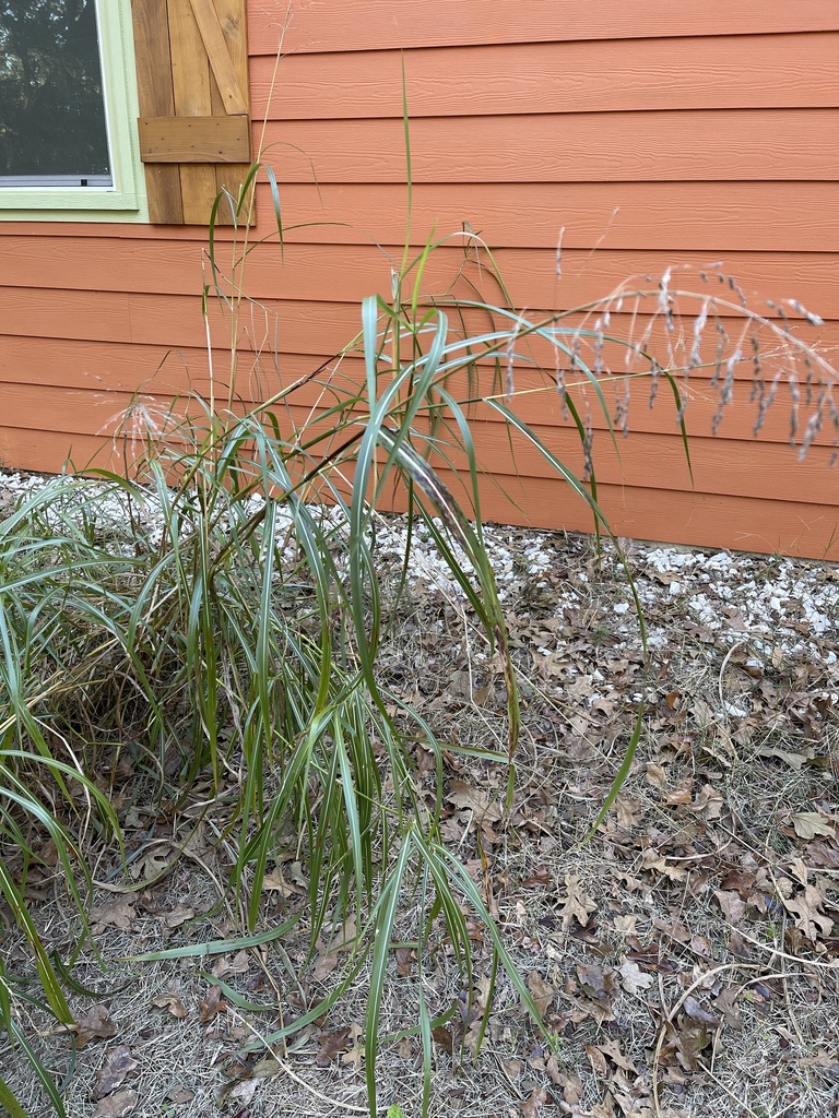 Johnson grass from County Road 1452, Bonham, TX, US on November 6, 2021 ...