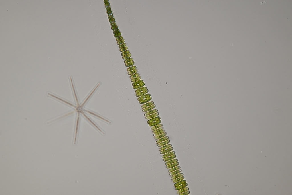 Sphaerozosma on October 22, 2021 at 11:55 AM by northernphytoid ...