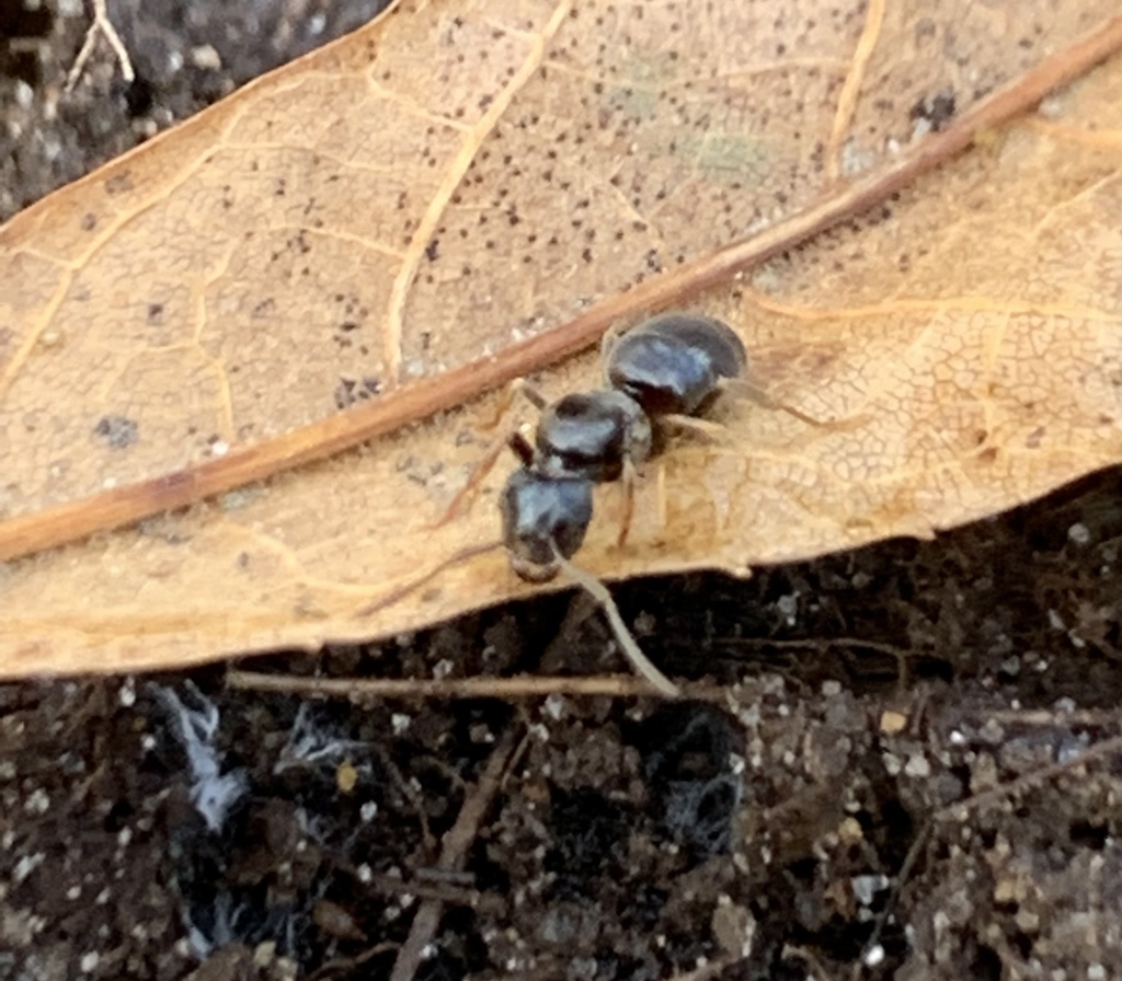 Shaded Fuzzy Ant from Middlebury College, Middlebury, VT, US on ...