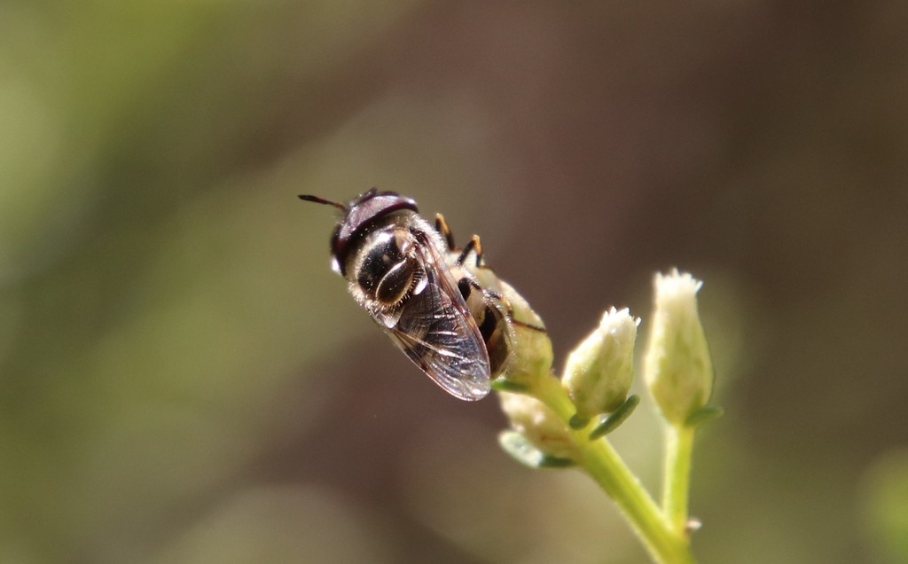 Copestylum marginatum from San Carlos, San Diego, CA, USA on November 6 ...