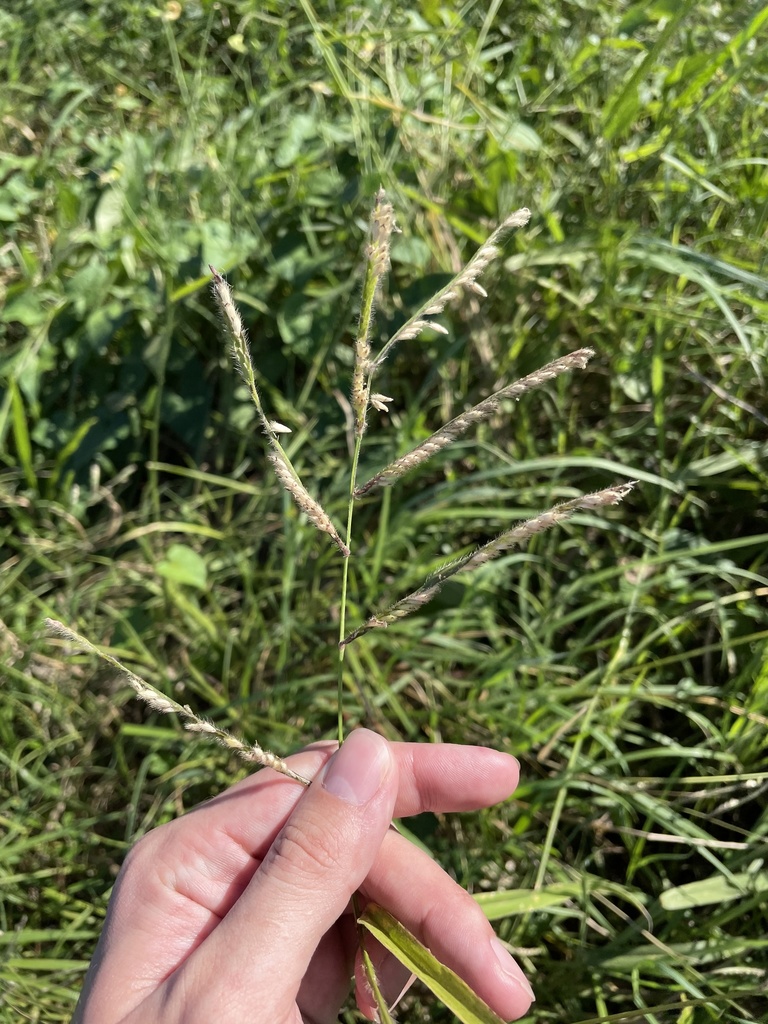 Bread Grass from Puerto Rico, Manatí, PR, US on November 6, 2021 at 03: ...