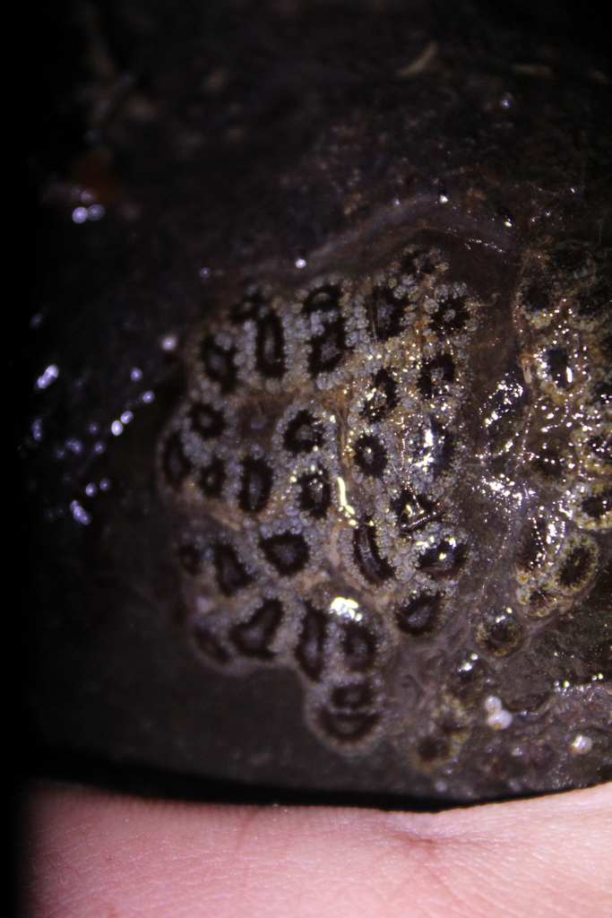 Star Tunicate from Gouldsboro, ME, USA on November 06, 2021 at 06:11 PM ...