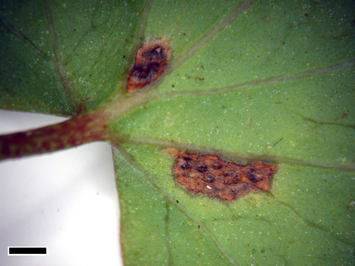 Stagonospora calystegiae · iNaturalist