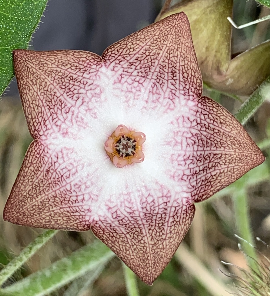 Polystemma guatemalense from Sumidero Canyon, Tuxtla Gutiérrez, CHIS ...