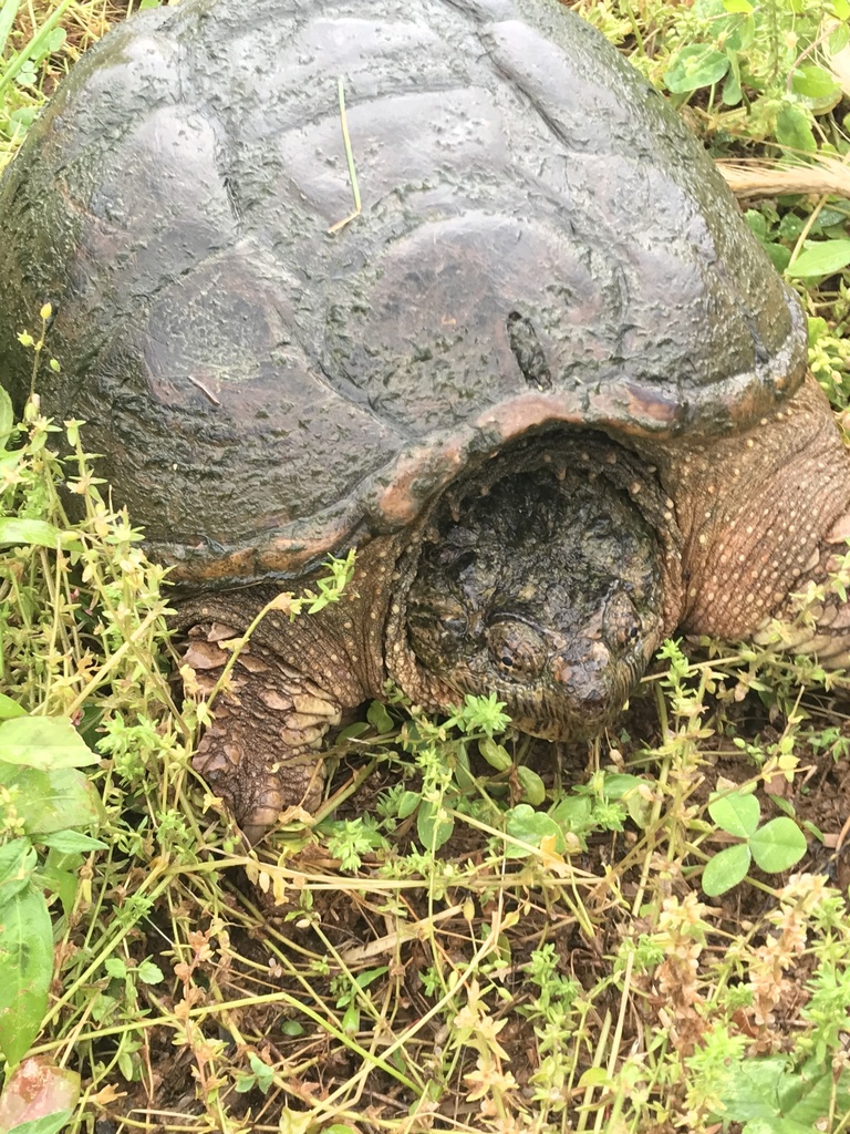 Common Snapping Turtle from Ovid Hazen Wells Recreational Park ...